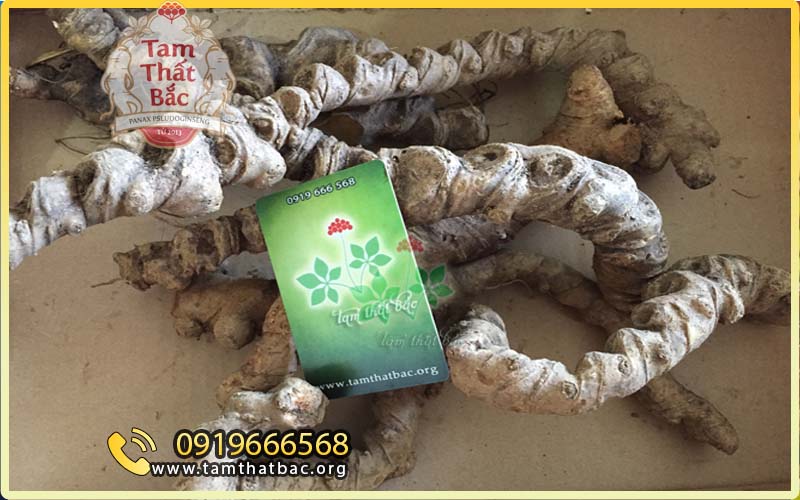 Tam thất rừng (tam thất hoang) ngâm rượu